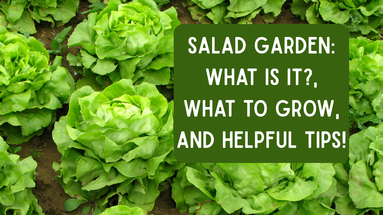 Salad Garden: what is it?, what to grow, and helpful tips! – KorraShay.com