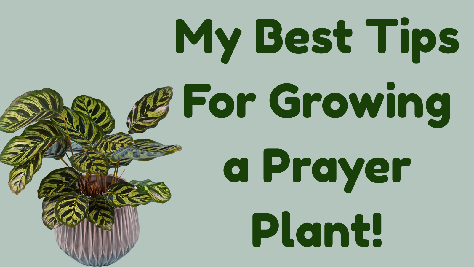My Best Tips For Growing a Prayer Plant! – KorraShay.com