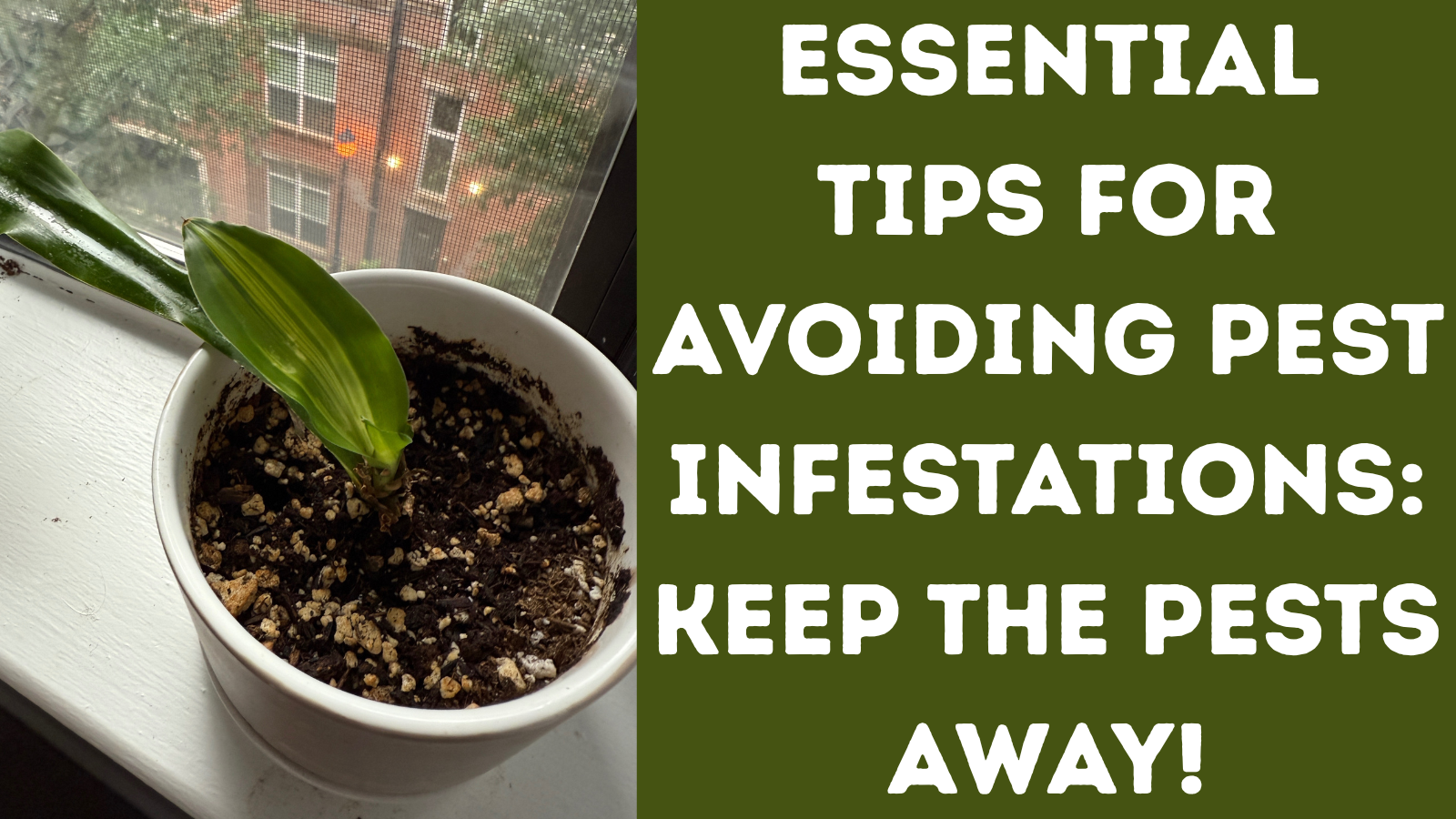 Essential Tips For Avoiding Pest Infestations: Keep The Pests Away ...